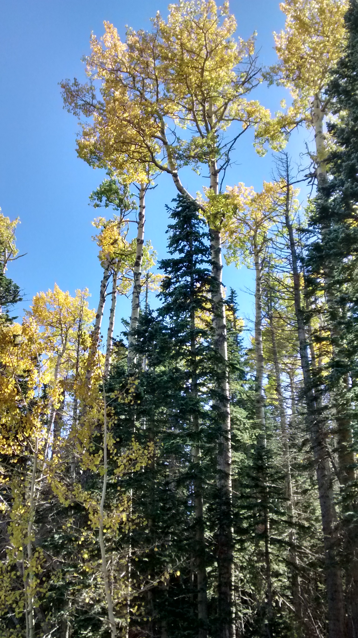 Everyday Rides | Bike Yogi | Page 4